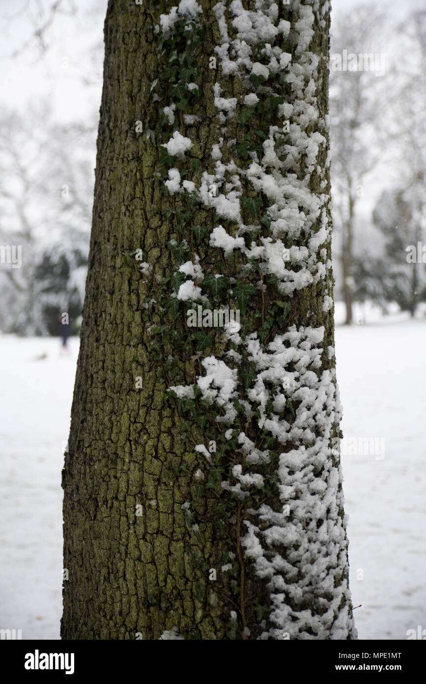 tree coated with snow in Dollis Brook, London Stock Photo - Alamy