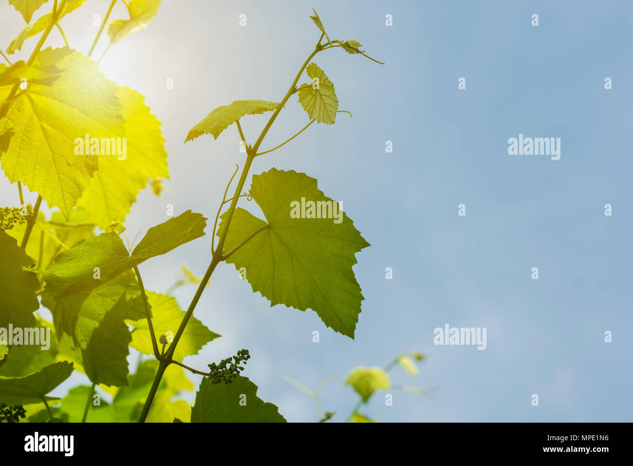 grape tree background cloudy sky Stock Photo - Alamy