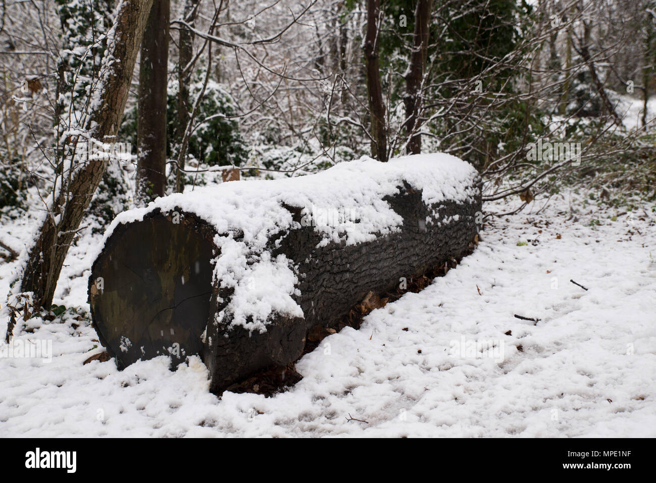 Fallen tree in Dollis Brook, London Stock Photo - Alamy