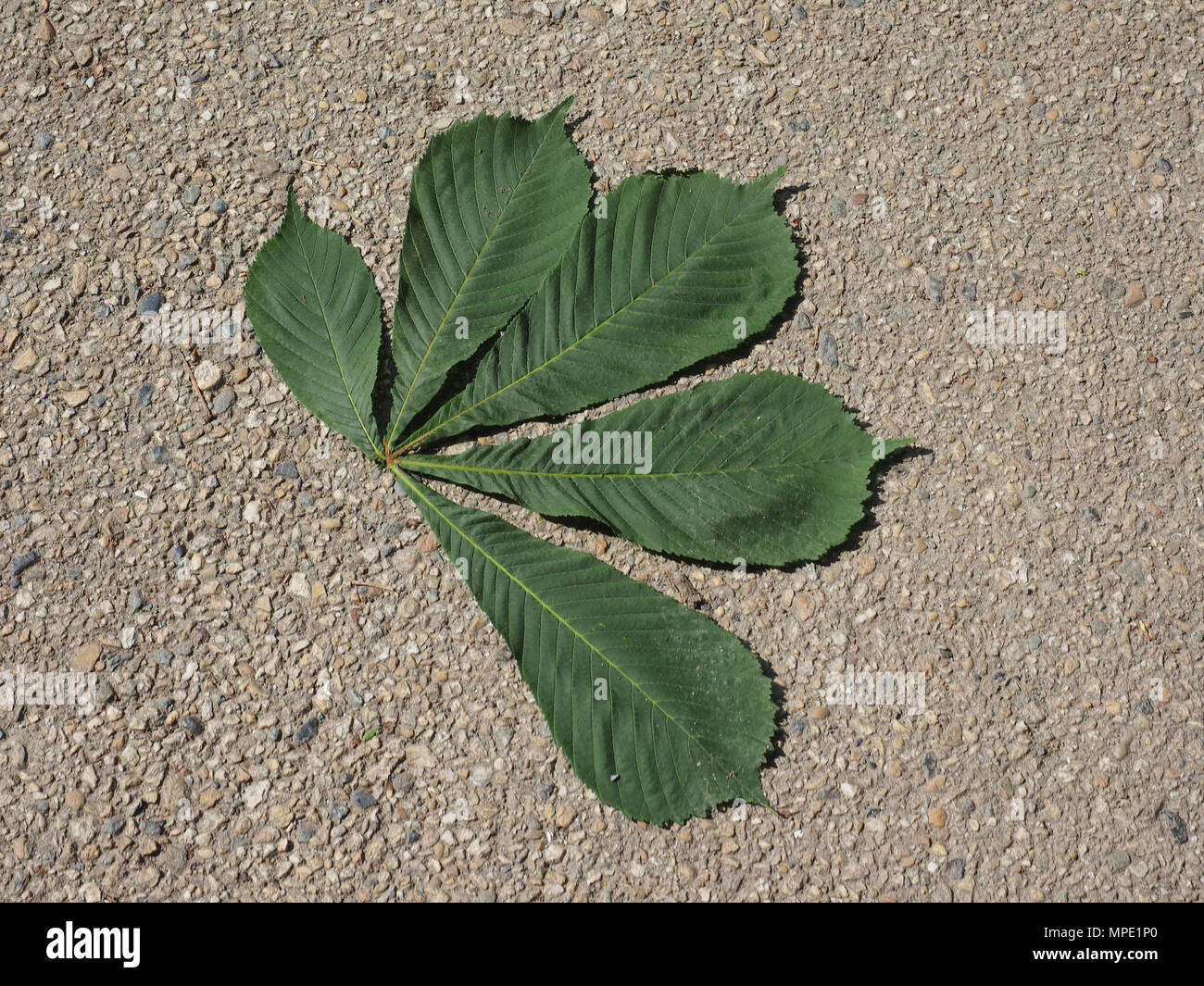leaves of horse chestnut (Aesculus hippocastanum) aka Conker tree Stock ...