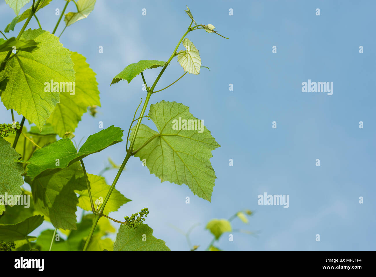 Grape tree hi-res stock photography and images - Alamy