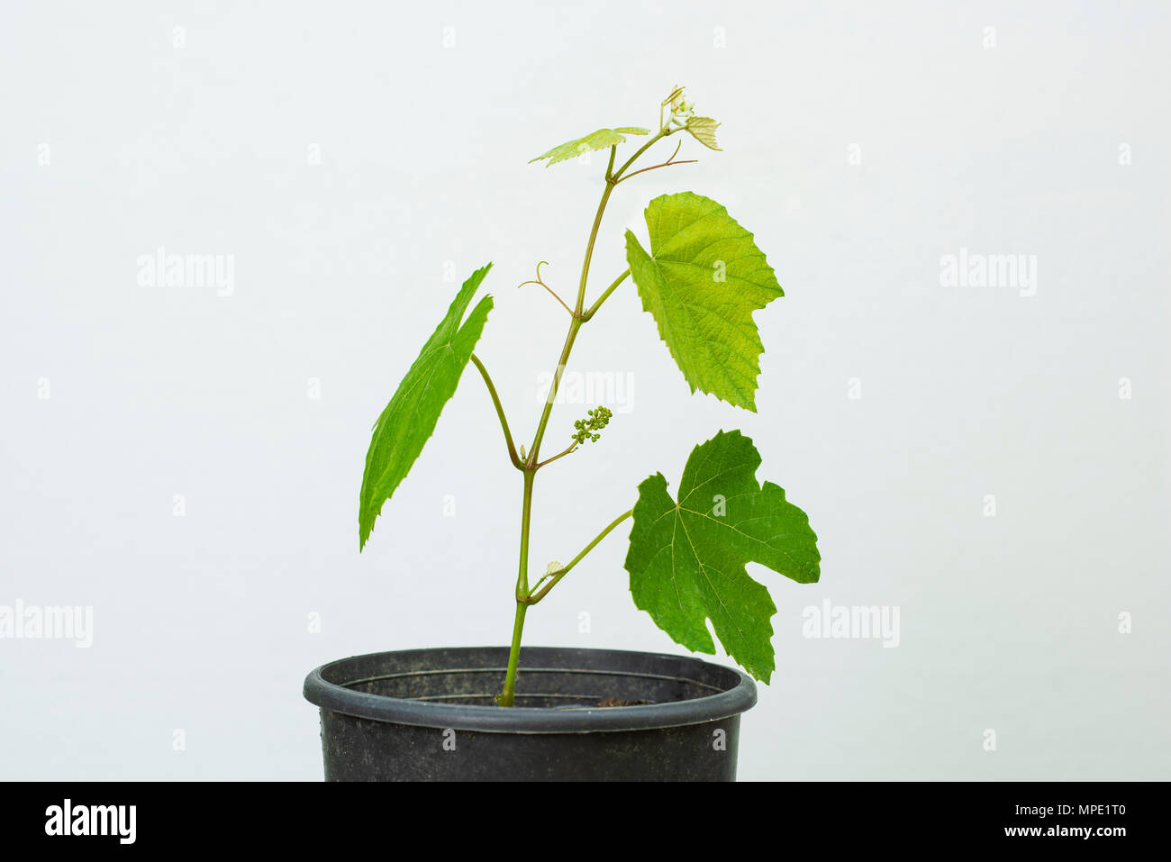grape saplings and grape leaves Stock Photo - Alamy