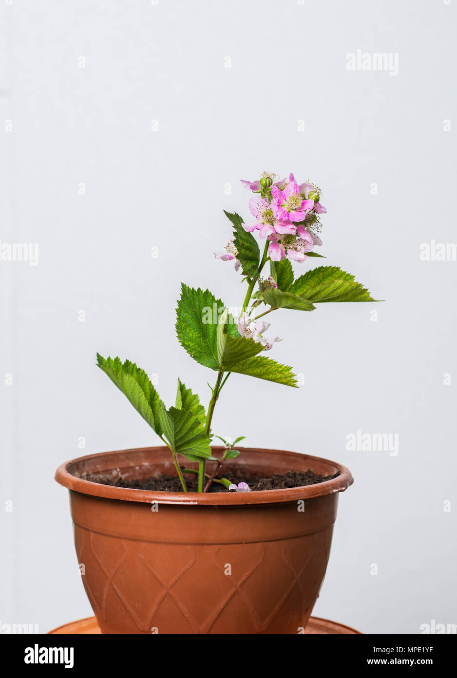Raspberry Plants In Containers