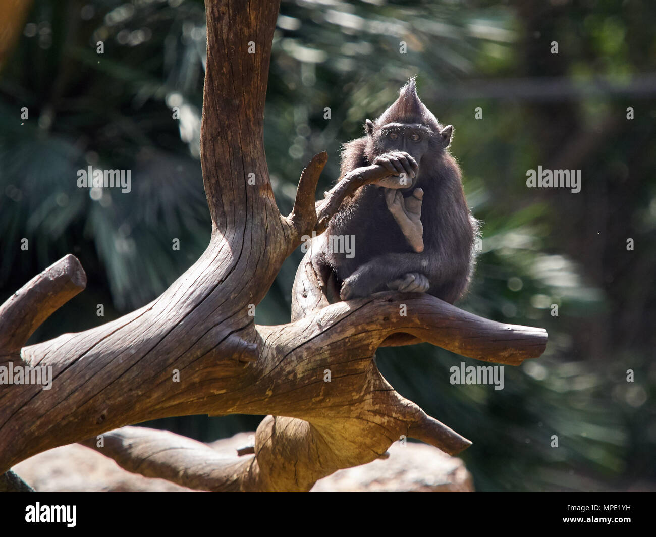 Small black monkey with a large crest of wool on his head on a thick ...