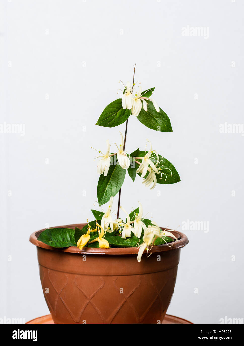 Potted flower leaf hi-res stock photography and images - Alamy