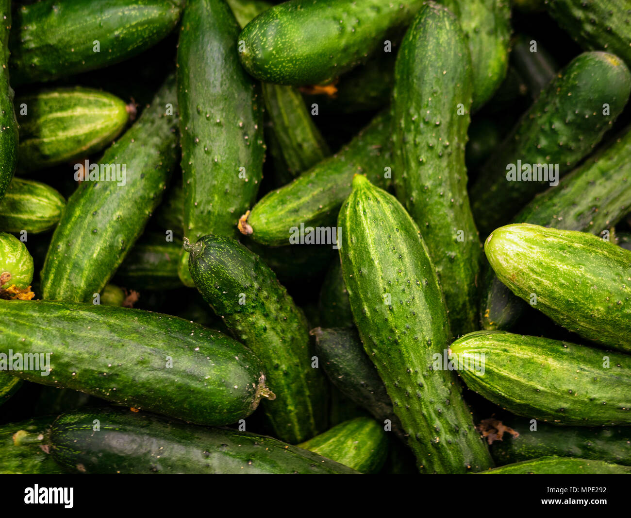 Cucumber background Cucumber harvest. many cucumbers. cucumbers from ...