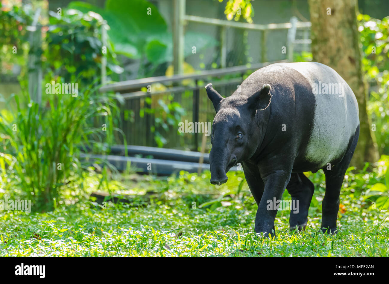 Asian hooves hi-res stock photography and images - Alamy