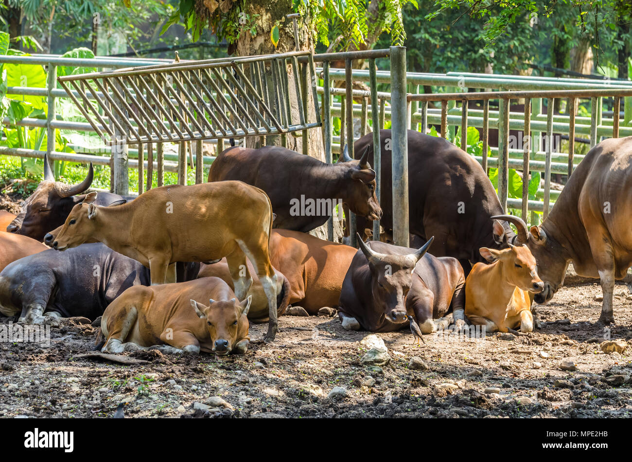 A group of Banteng (Bos Javanicus Stock Photo - Alamy