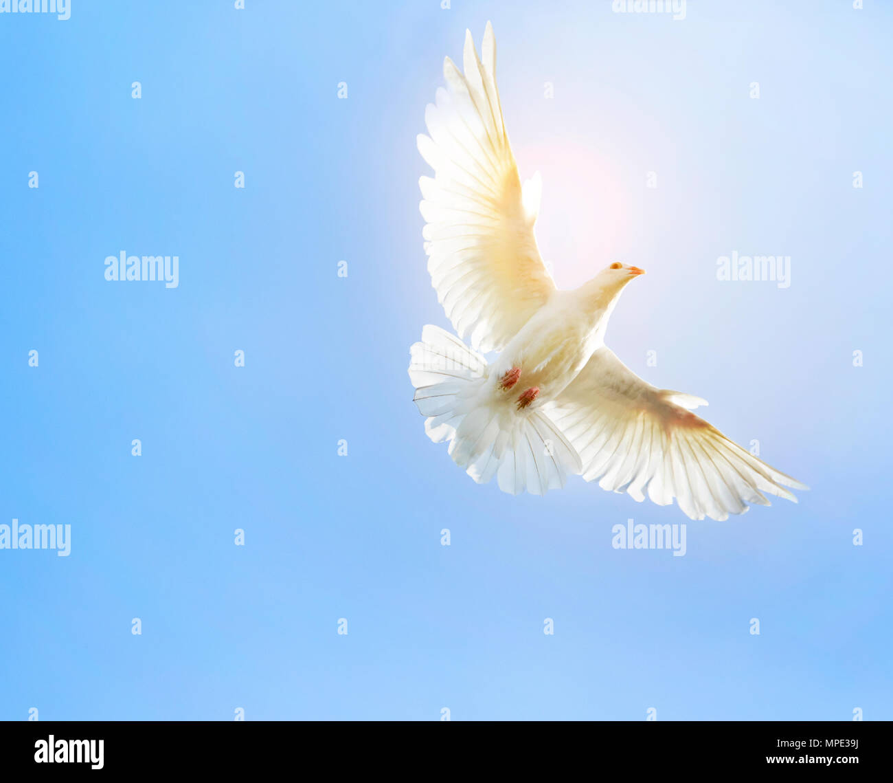 white feather wing pigeon bird flying mid air against clear blue sky ...