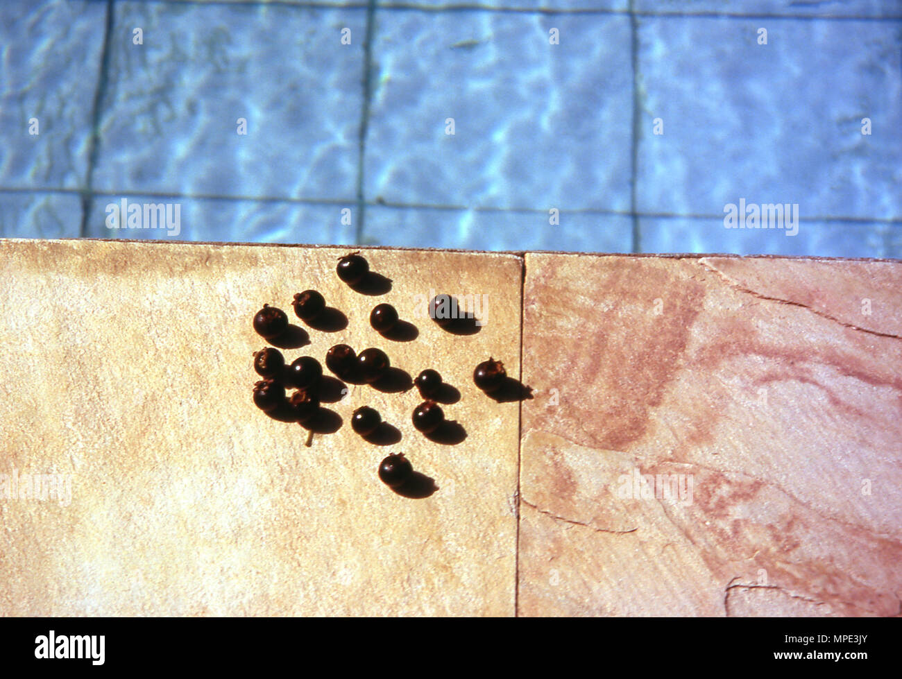 Guabiraba hi-res stock photography and images - Alamy