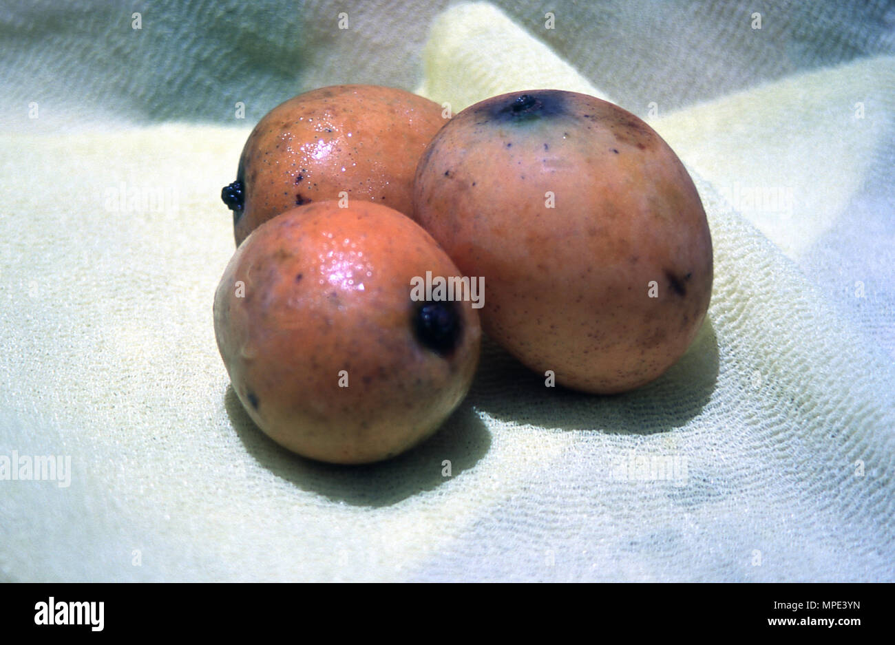 Spoiled mango hi-res stock photography and images - Alamy