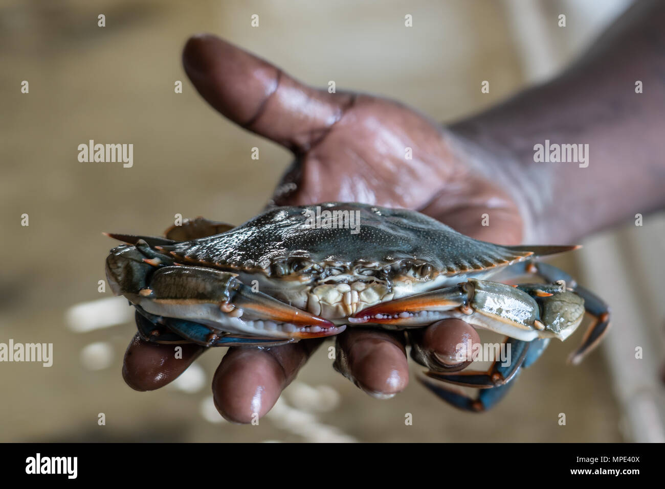live blue crab out of the water just after molting its shell Stock ...