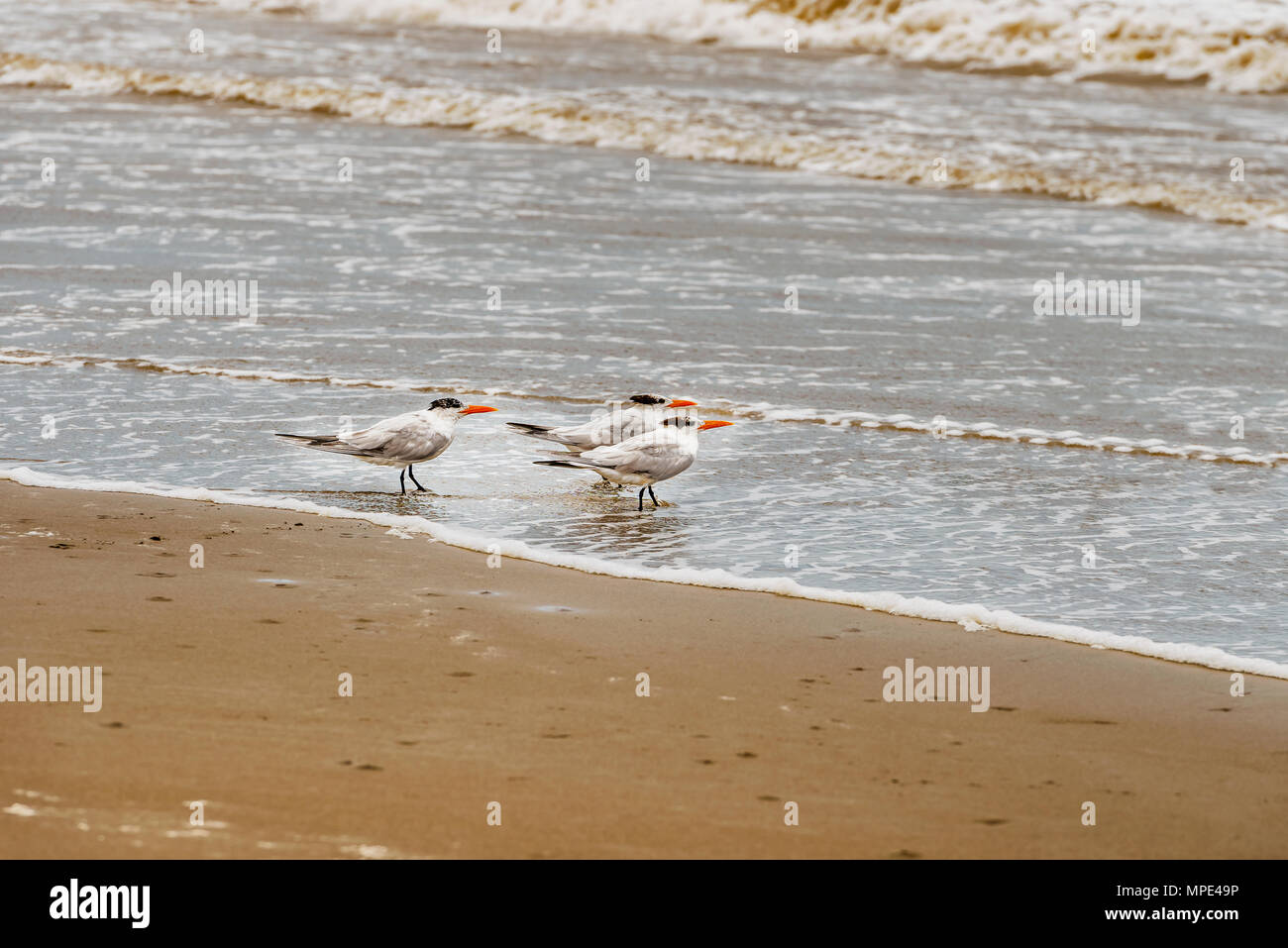 Royal Tern, Thalasseus maximus, at Playa El Rompio located near Chitre ...