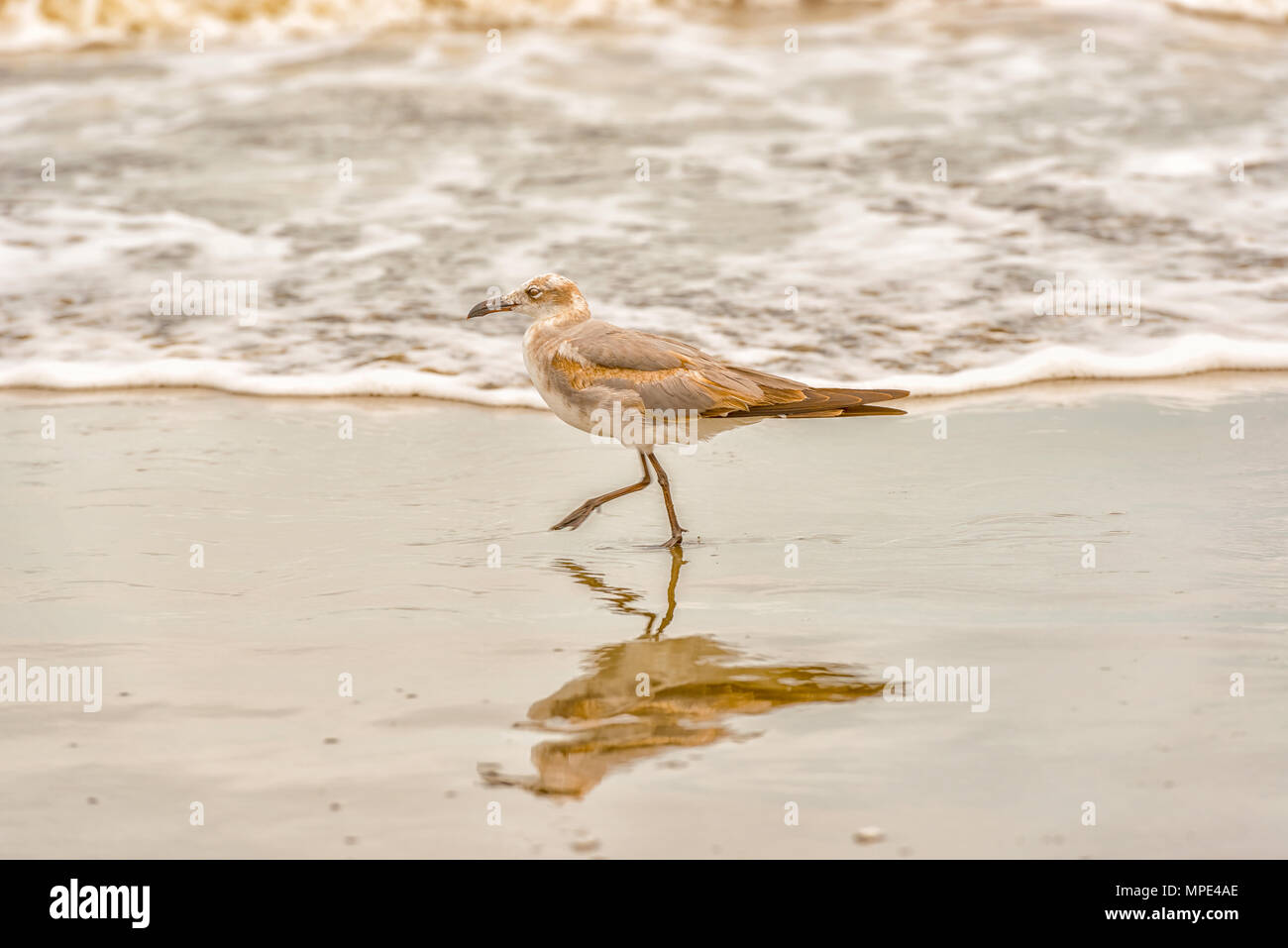 Rompio panama hi-res stock photography and images - Alamy