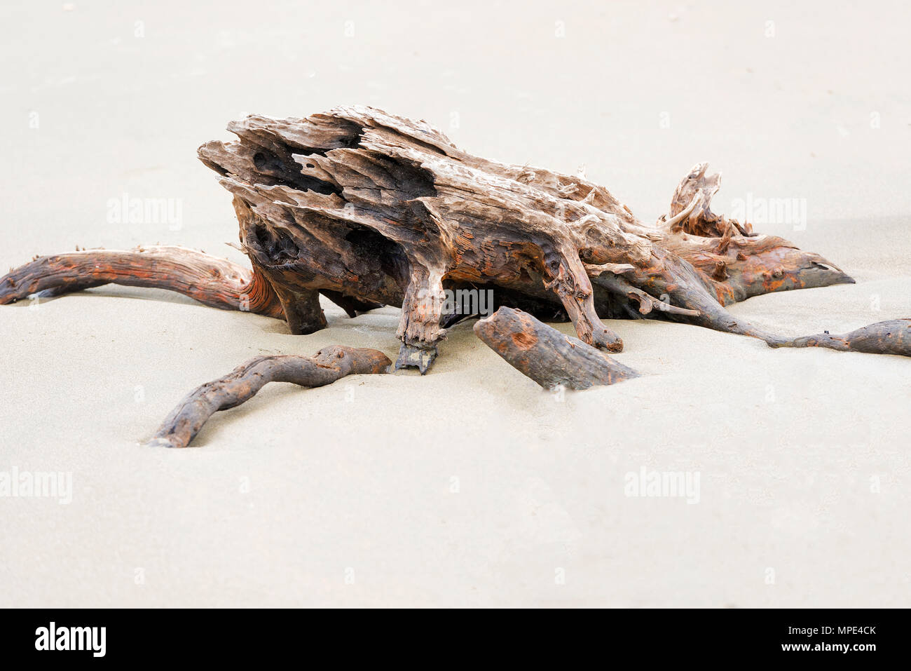 Left over wooden pieces on the beach after high tide. Trees roots ...