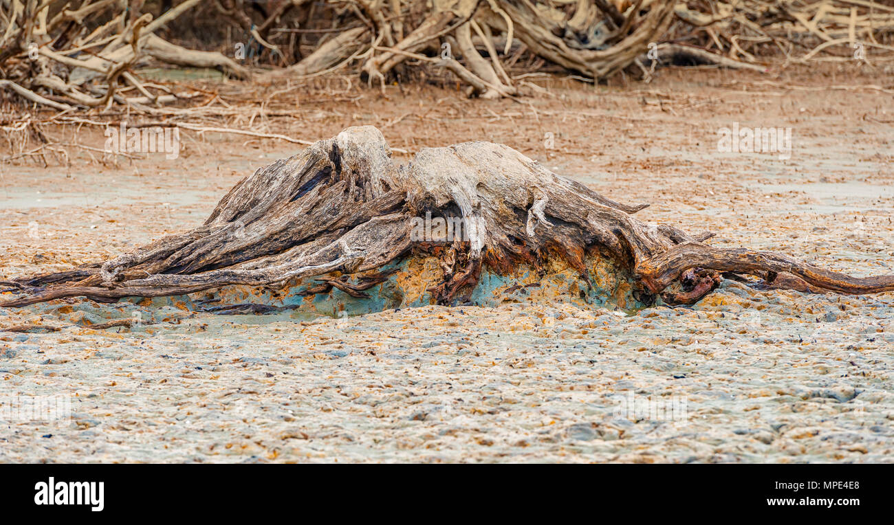Left over wooden pieces on the beach after high tide. Trees roots ...