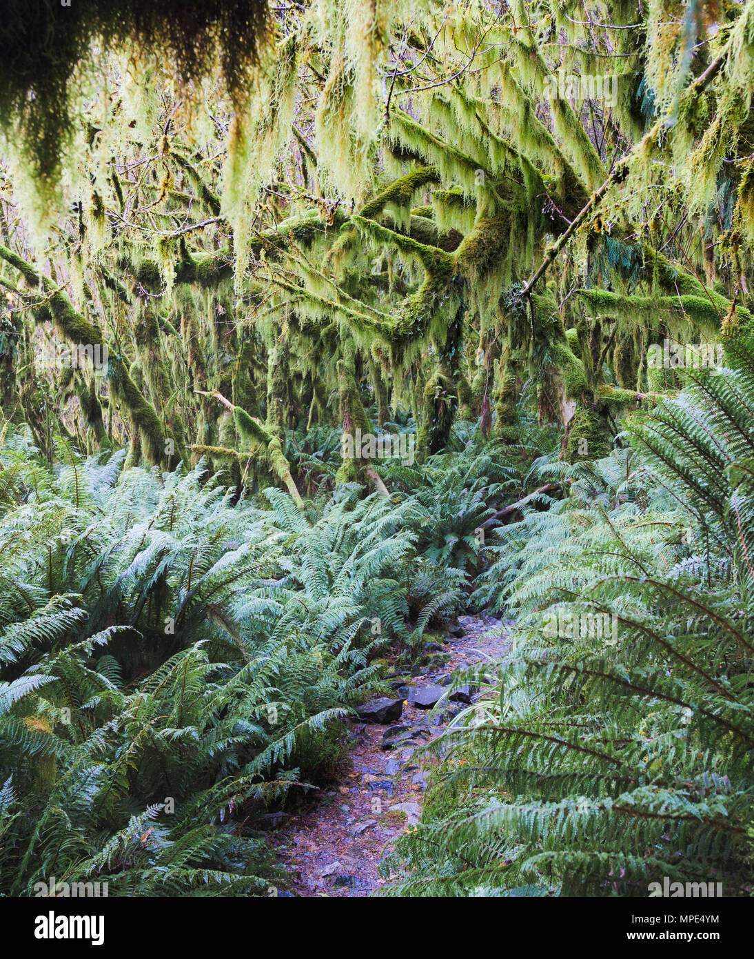 Track fiordland national park hi-res stock photography and images - Alamy