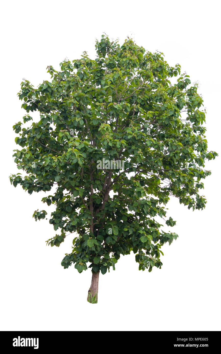 Green tree isolated on white background Stock Photo - Alamy