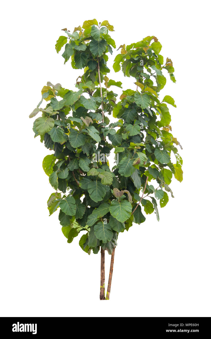 Green tree isolated on white background Stock Photo - Alamy