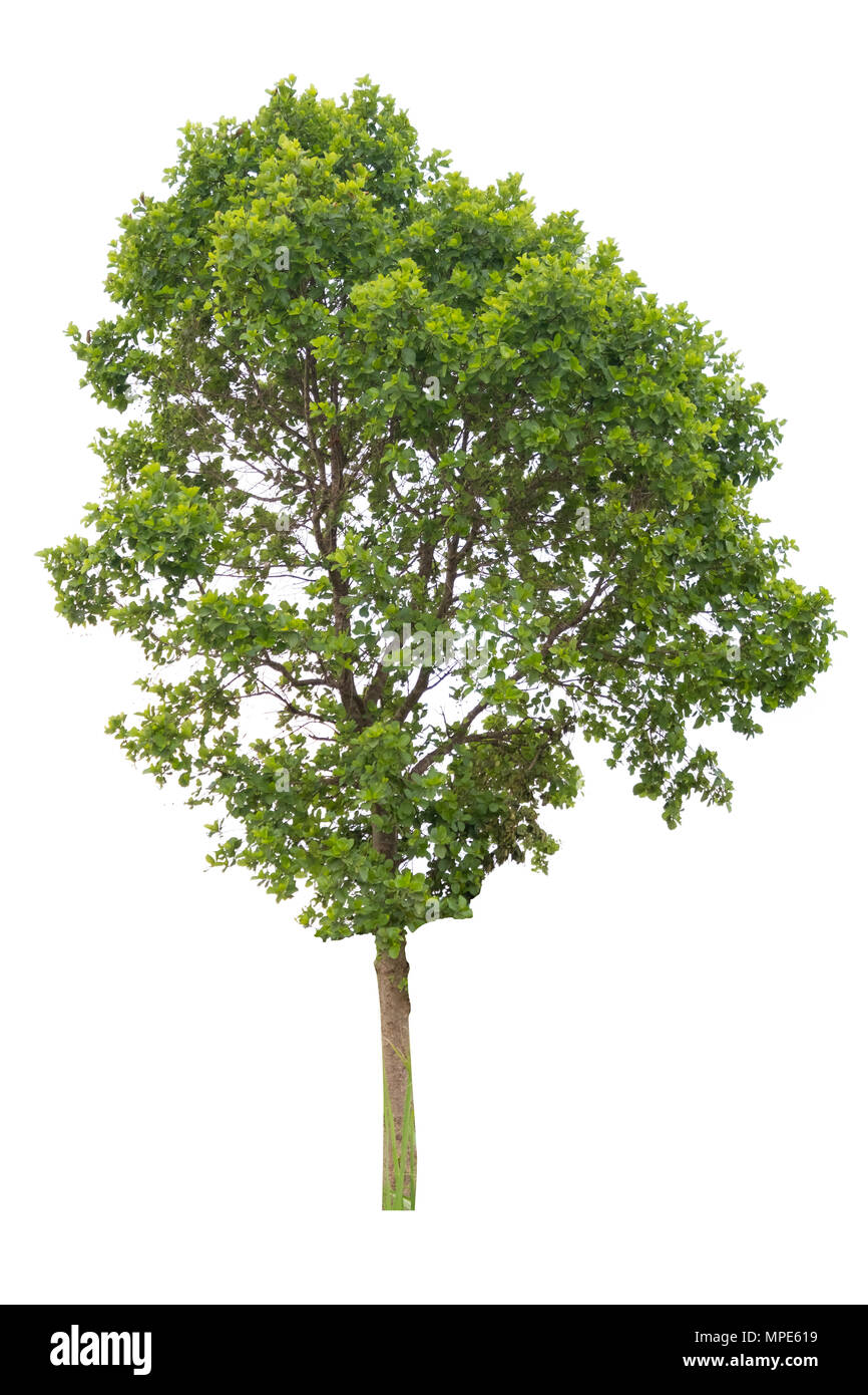 Green tree isolated on white background Stock Photo - Alamy