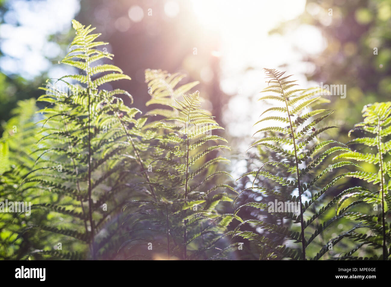 Natural background with green leaves of fern in backlight glare of sun ...
