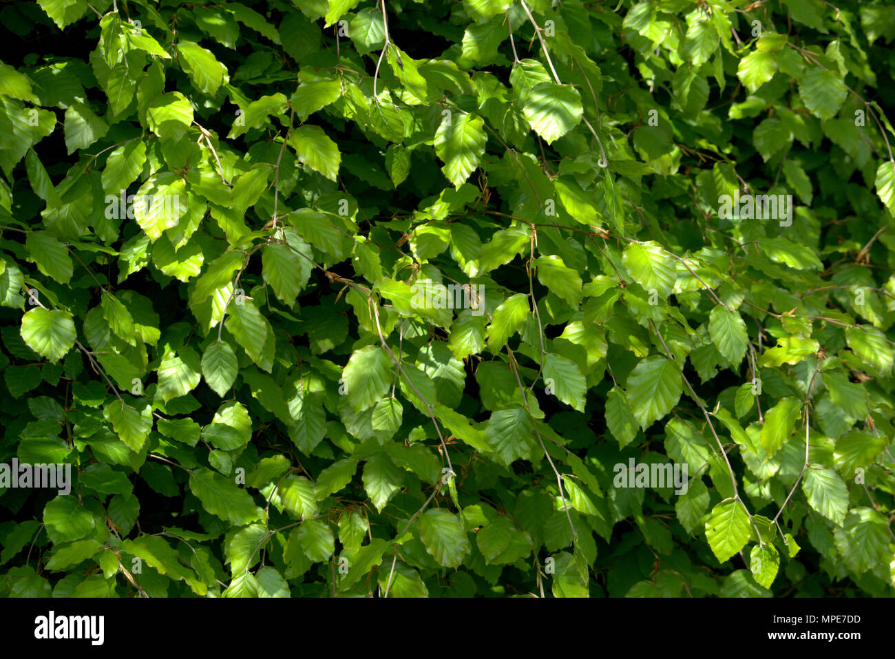 Beech Hedge Stock Photos & Beech Hedge Stock Images - Alamy