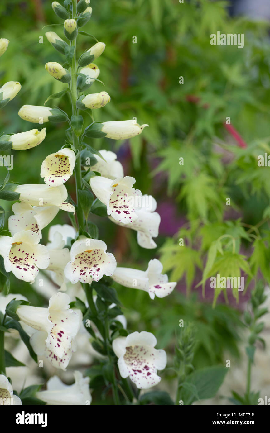 Digitalis purpurea dalmatian cream hi-res stock photography and images ...