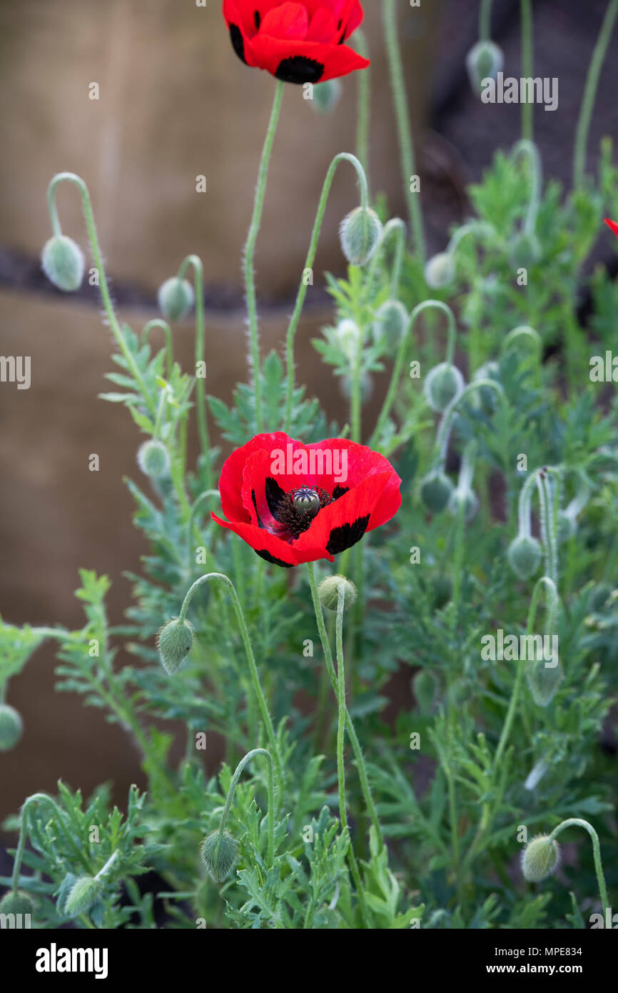 Papaver commutatum ladybird poppies at a flower show. UK Stock Photo ...