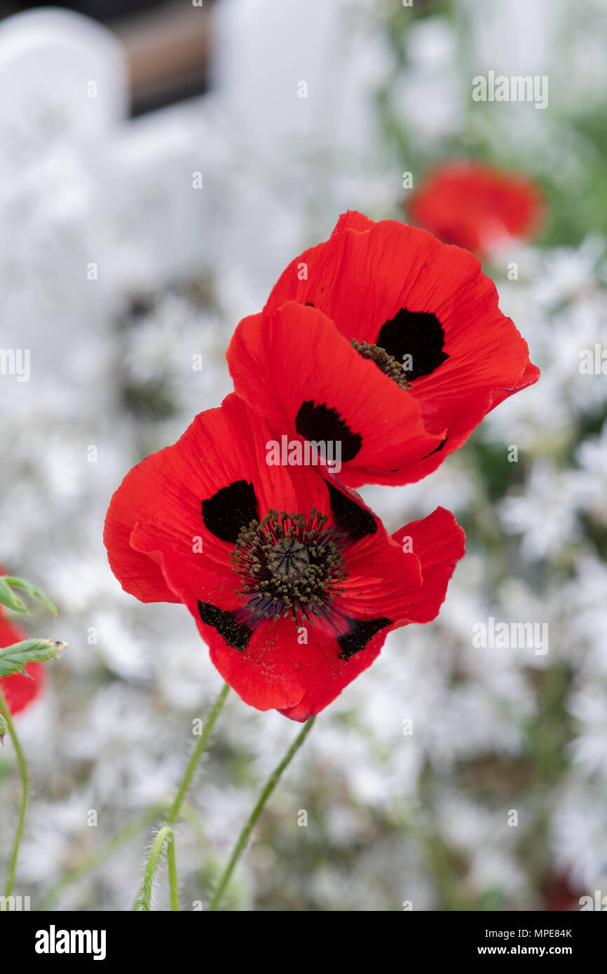 Ladybird poppies hi-res stock photography and images - Alamy