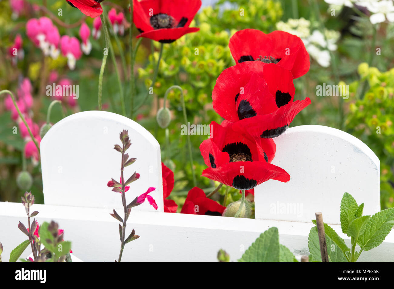 Papaver commutatum ladybird poppies at a flower show. UK Stock Photo ...
