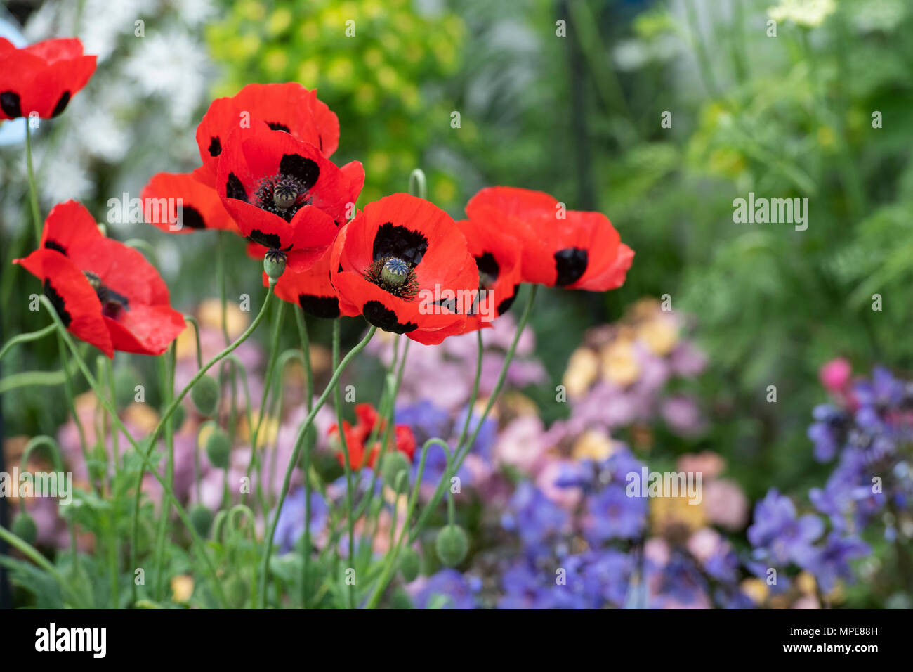 Papaver commutatum ladybird poppies at a flower show. UK Stock Photo ...