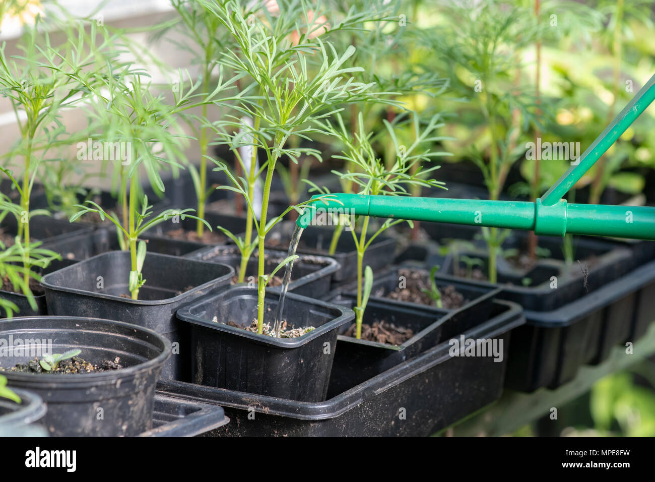 Watering young cosmos bipinnatus plants in a greenhouse. UK Stock Photo ...