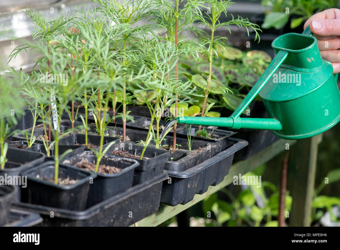 Watering young cosmos bipinnatus plants in a greenhouse. UK Stock Photo ...