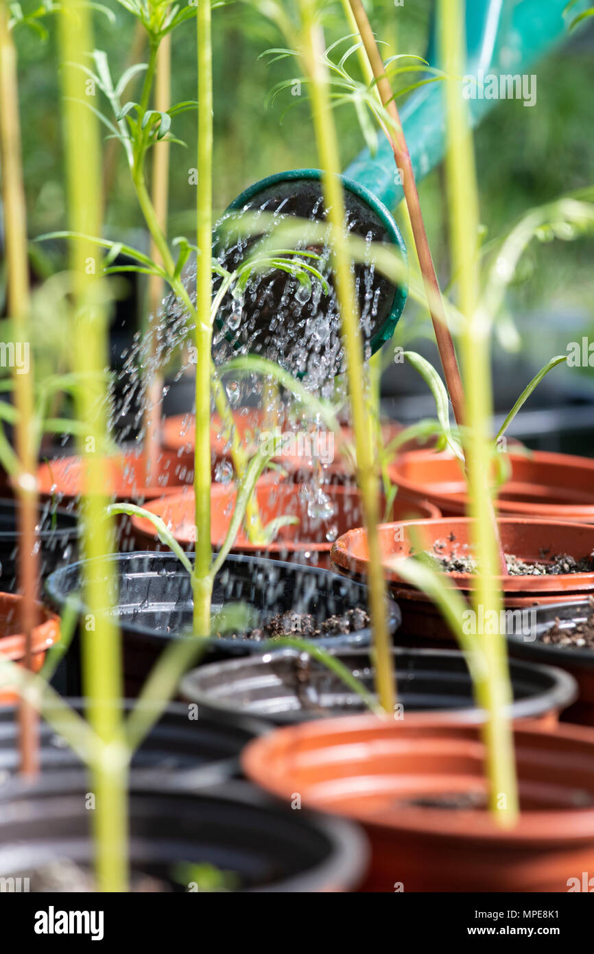 Watering young cosmos bipinnatus plants in a greenhouse. UK Stock Photo ...