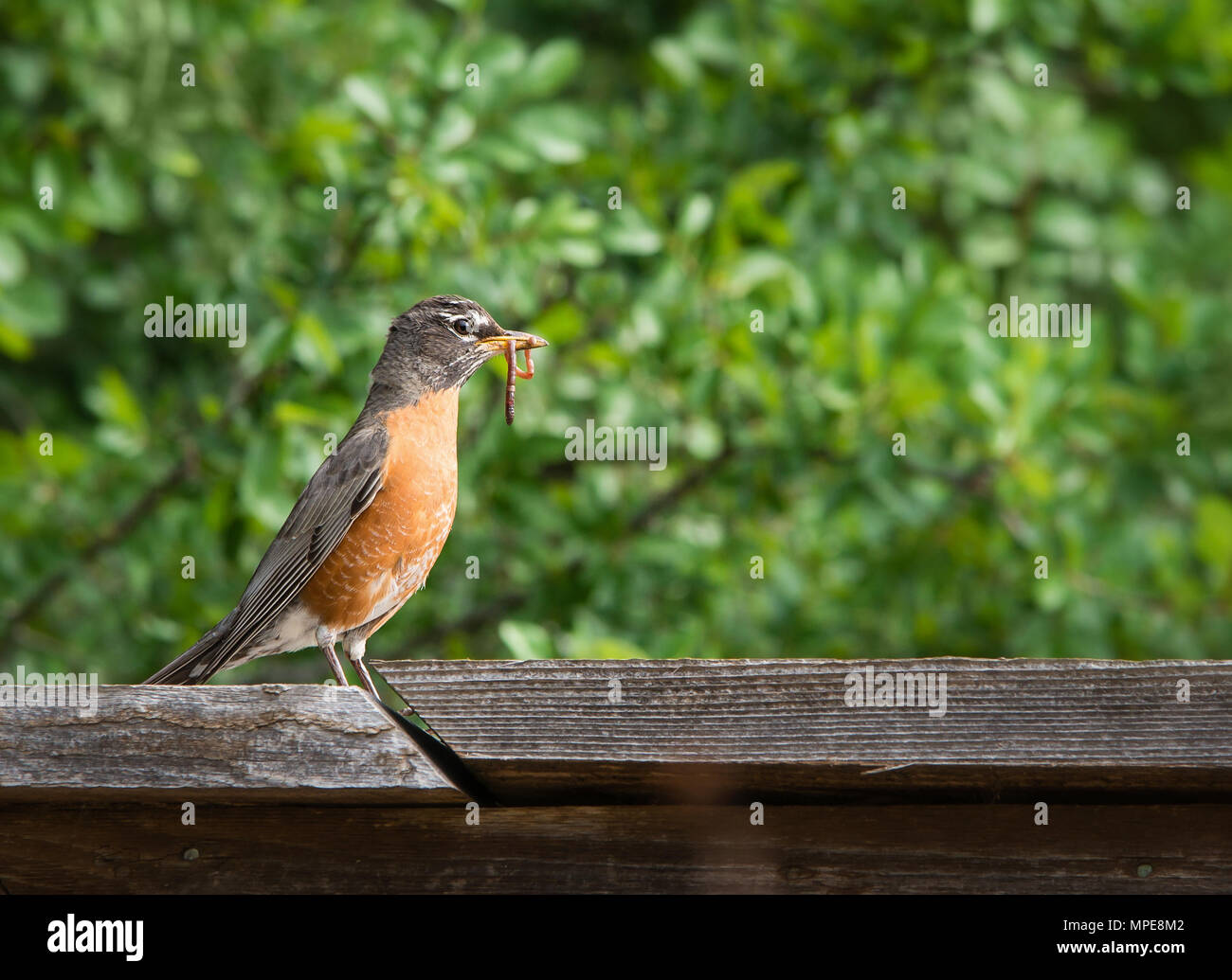 American robin with worm hi-res stock photography and images - Alamy
