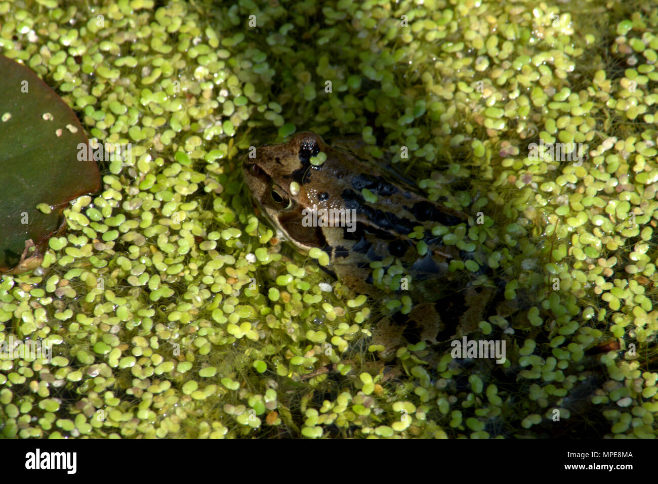 Marsh frog, Rana ridibunda Stock Photo - Alamy