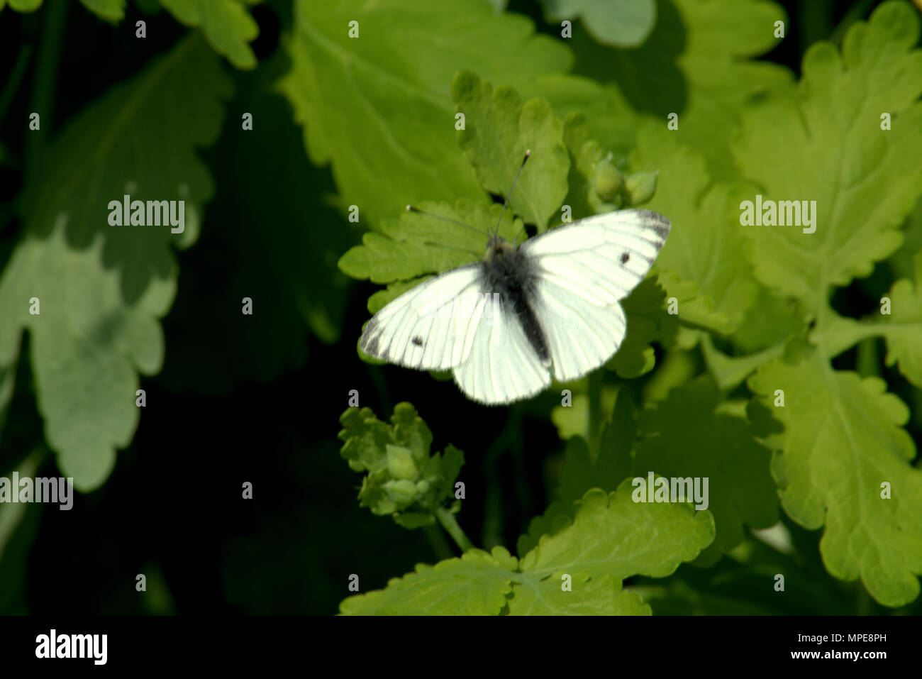 Large white butterfly hi-res stock photography and images - Alamy