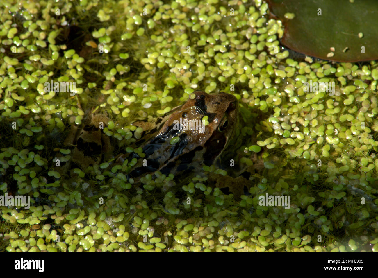 Marsh frog, Rana ridibunda Stock Photo - Alamy