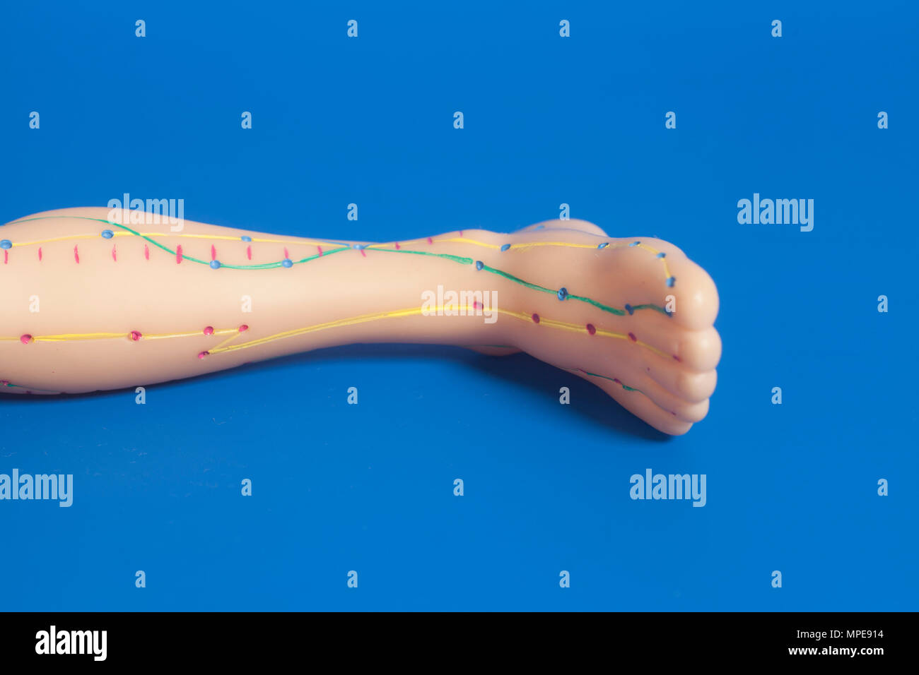 Medical acupuncture model of human leg Stock Photo - Alamy