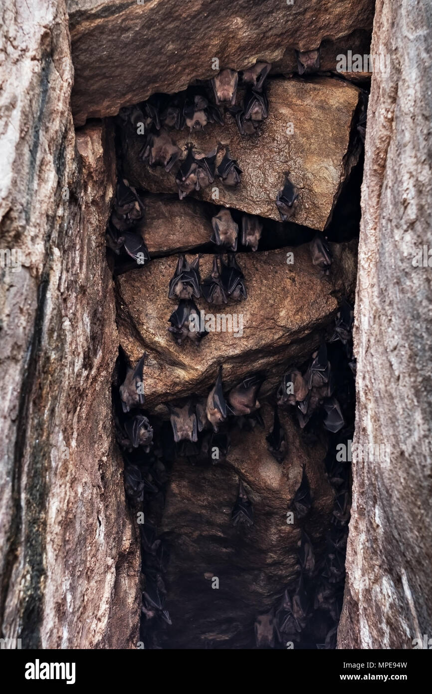 Colony of bats hanging on cave wall Stock Photo - Alamy