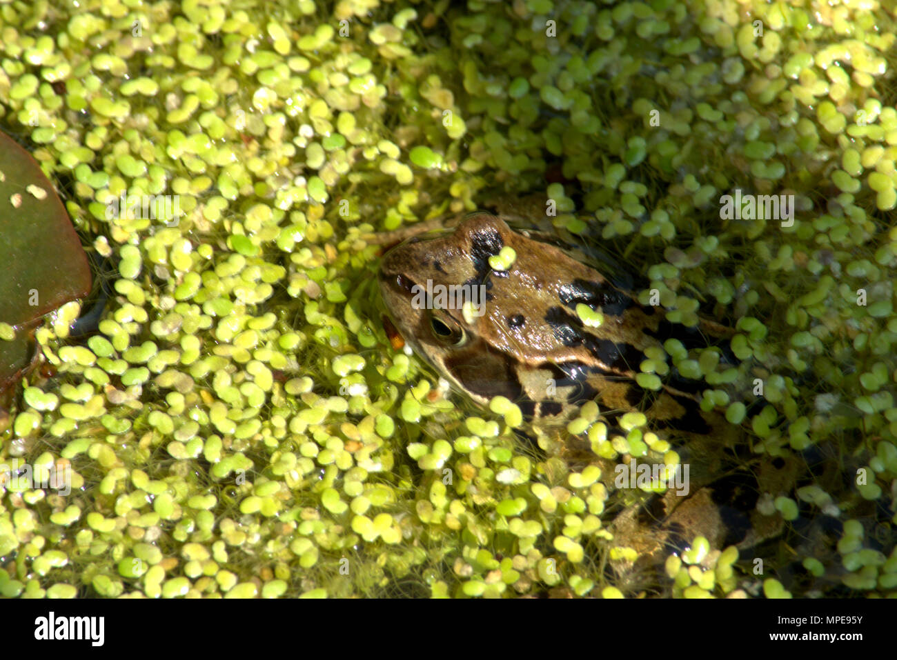 Marsh frog, Rana ridibunda Stock Photo - Alamy