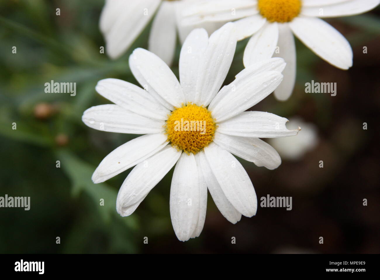 White Daisy Flowers during fall Stock Photo - Alamy