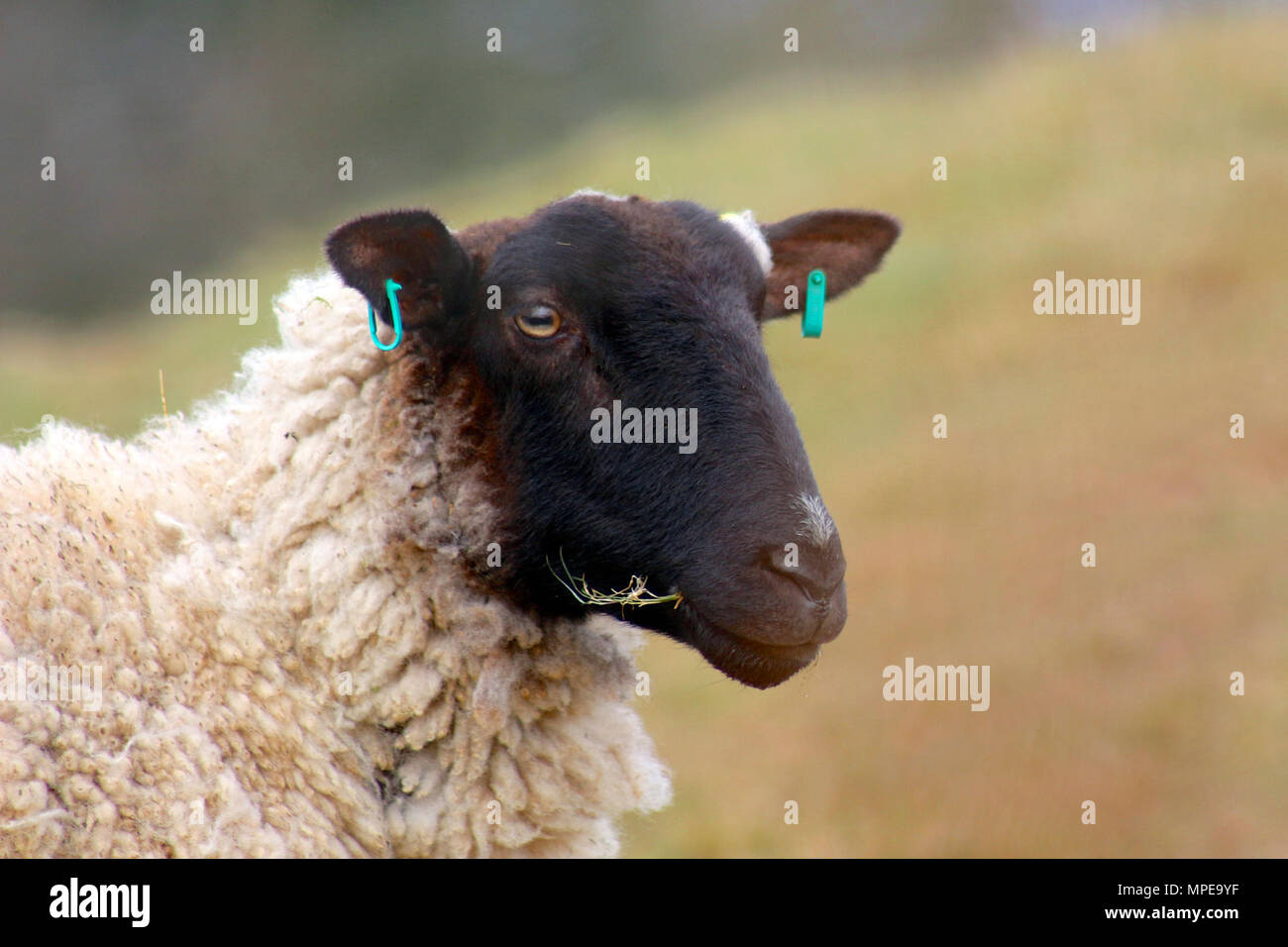 Close Up Sheep Face with Plastic Ear Clips Stock Photo - Alamy