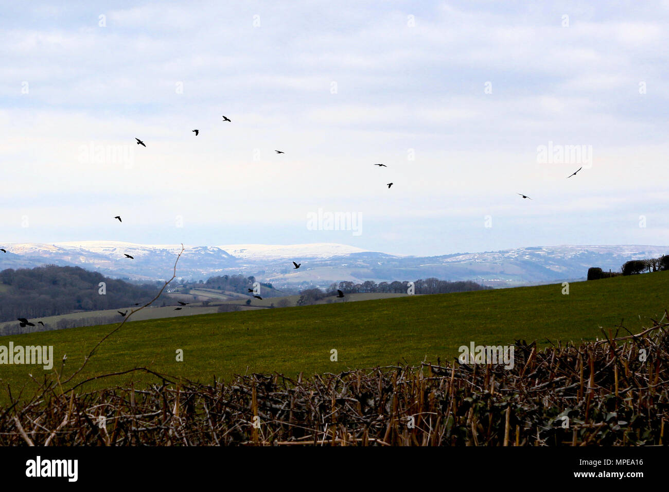 Crows in flight hi-res stock photography and images - Alamy