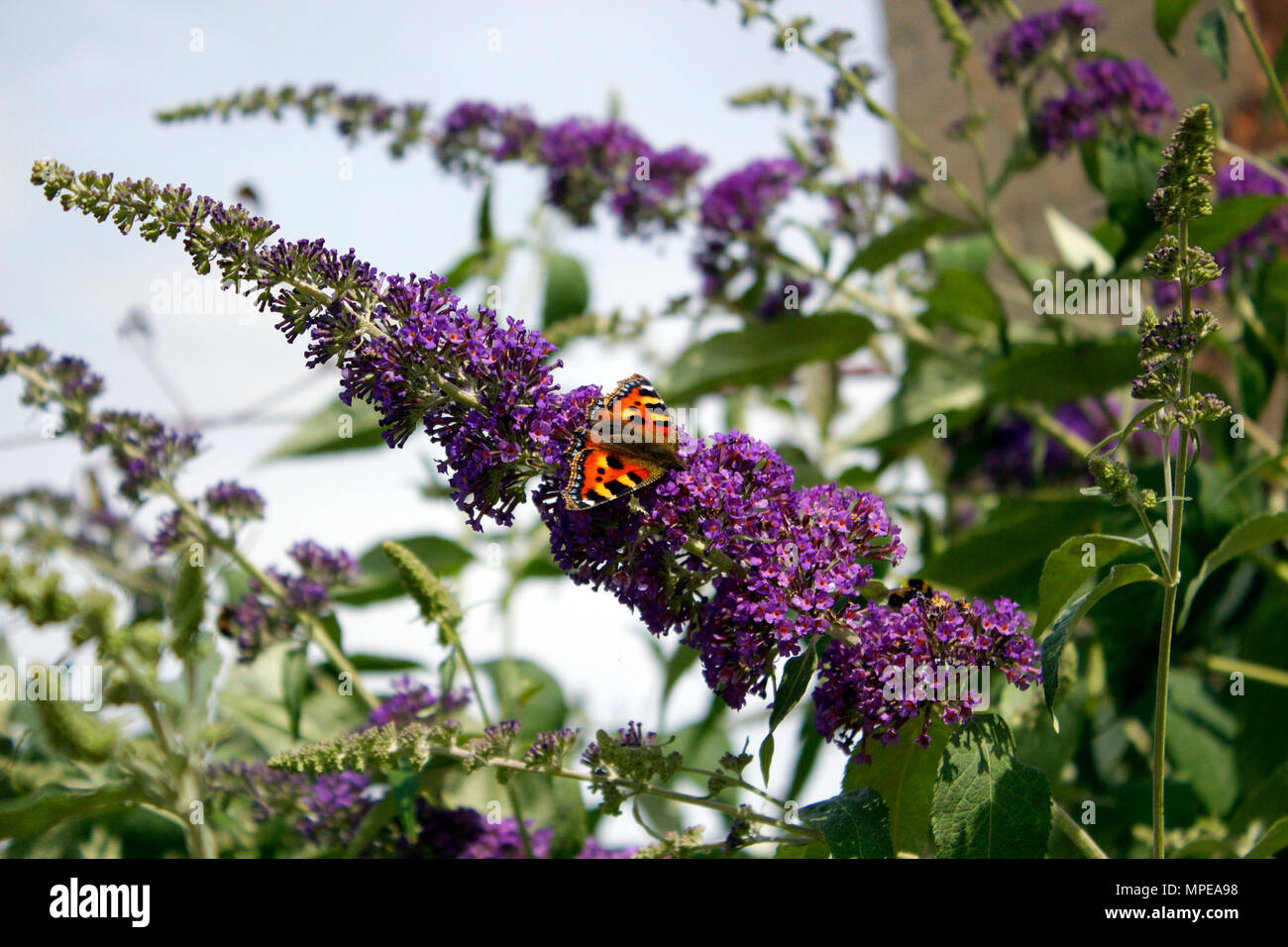 Purple Butterfly Bush with Butterfly Stock Photo - Alamy