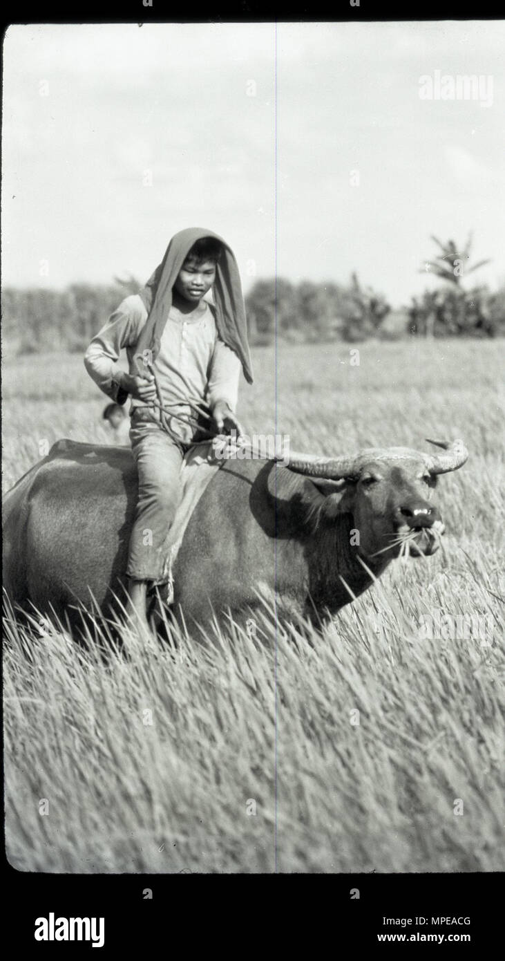 A MAN RIDING A COW IN THE FIELDS Stock Photo - Alamy