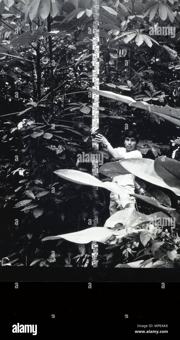 MAN IN THE WOODS WITH A TALL RULER Stock Photo - Alamy