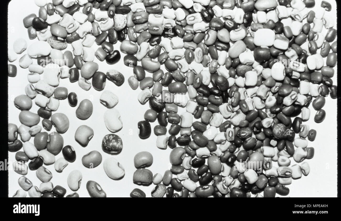 THIS PICTURE IS SHOWING SOME BEANS Stock Photo - Alamy