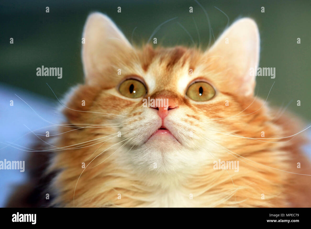 Portrait of a young red-haired cats Stock Photo - Alamy