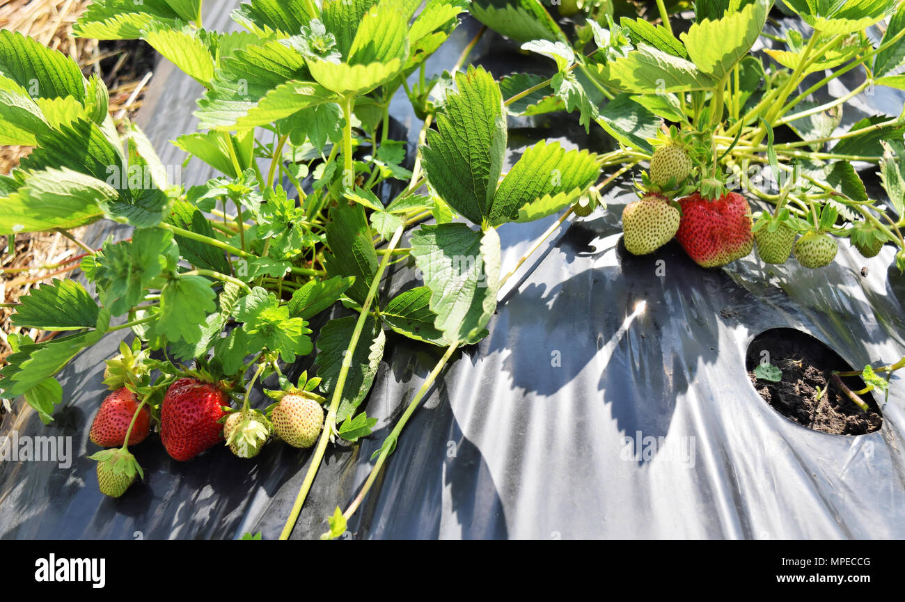 Strawberry plantation in eastern Europe Stock Photo - Alamy